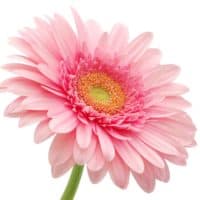 Add Grace and Joy to Your Home with Pastel Flowers - Kitty's Flowers