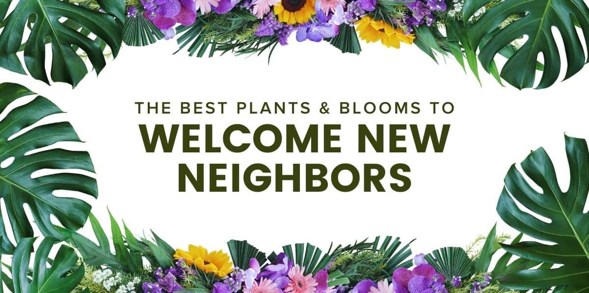 Thoughtful "Welcome to the Neighborhood" Gifts - Kitty's Flowers